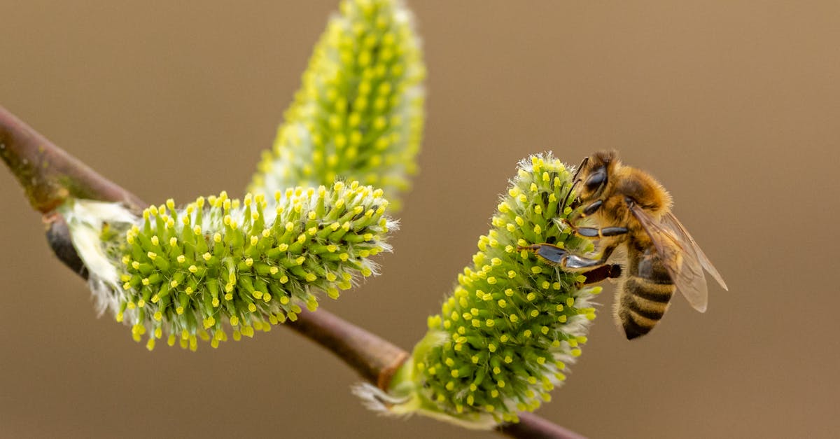 Découvrez les secrets du saule crevette : caractéristiques et conseils ...